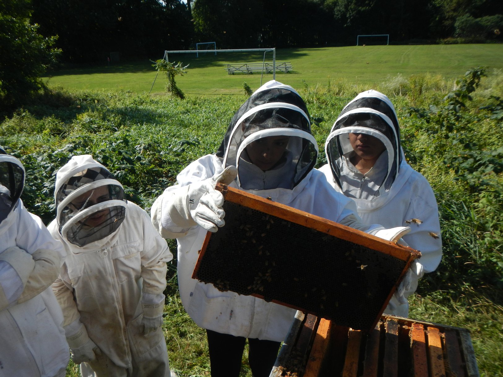 What's the Buzz? Bee Week at RPS!